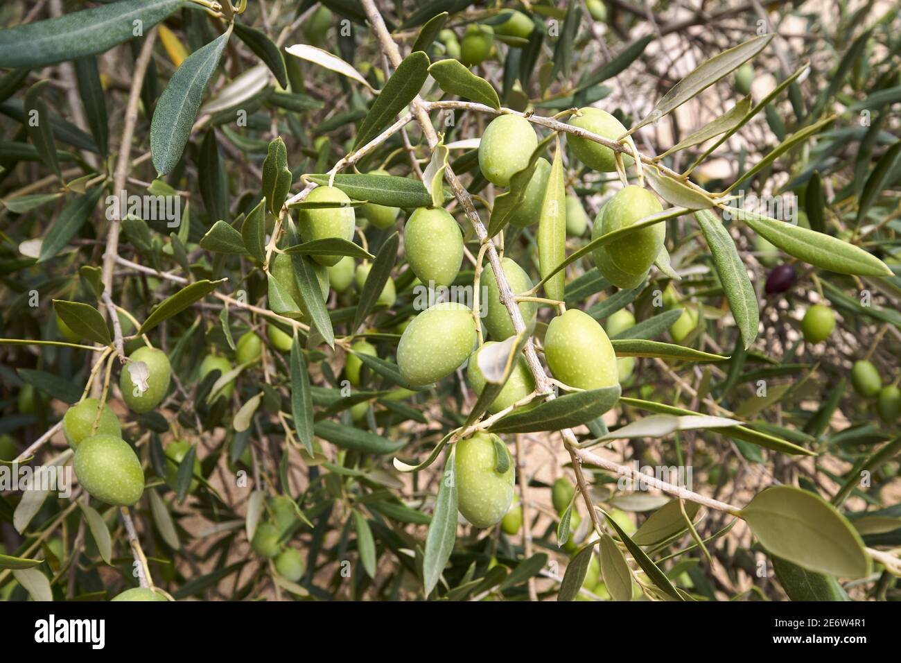 Picholine olive tree Banque de photographies et d’images à haute ...