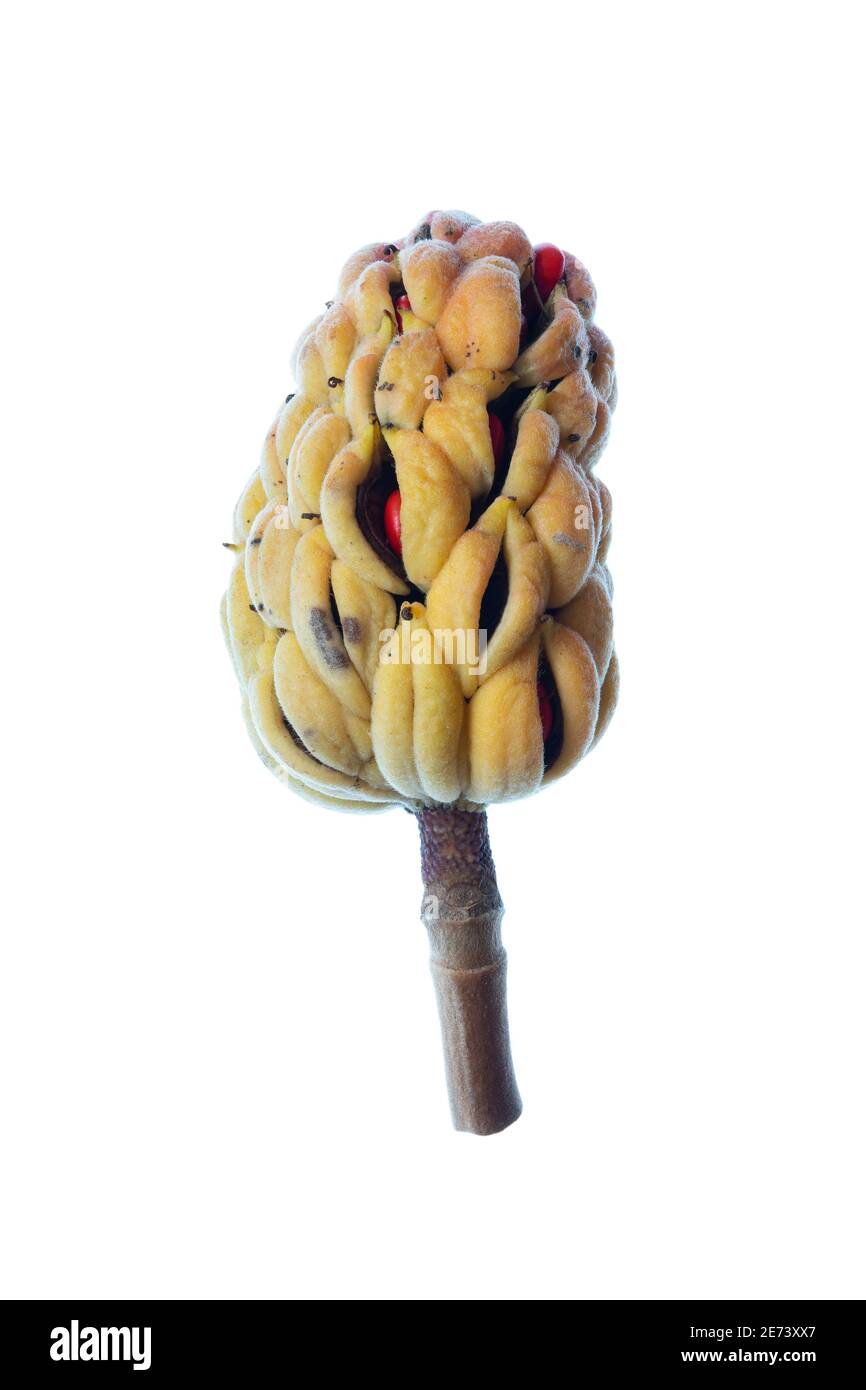 Magnolia grandiflora fruit Banque d'images détourées - Alamy