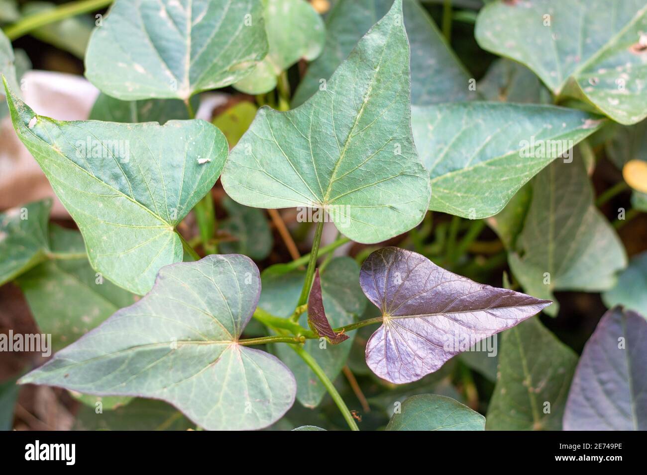 Feuilles de patate douce Banque de photographies et d’images à haute résolution - Alamy