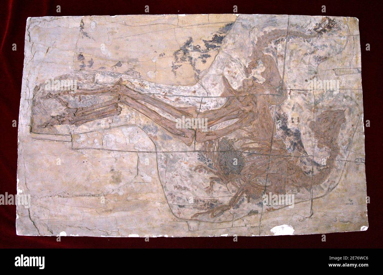 Gigantoraptor Erlianensis Banque d'image et photos - Alamy