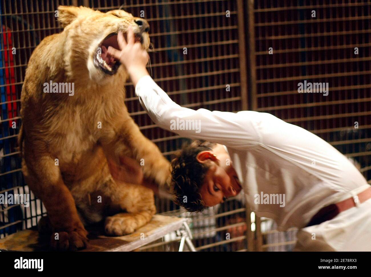 A circus lion cub Banque de photographies et d’images à haute ...