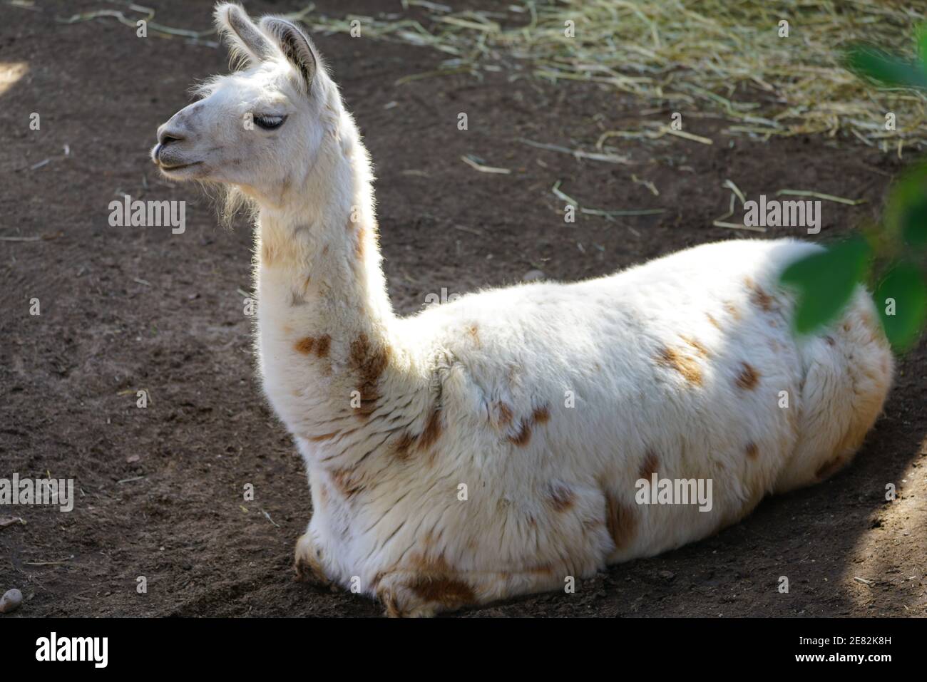 Un lama blanc Banque de photographies et d’images à haute résolution ...