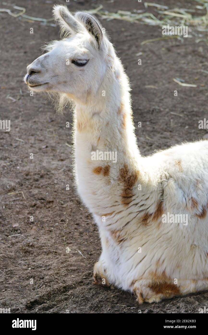 Un lama blanc Banque de photographies et d’images à haute résolution ...