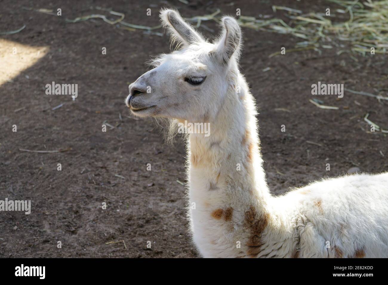 Un lama blanc Banque de photographies et d’images à haute résolution ...