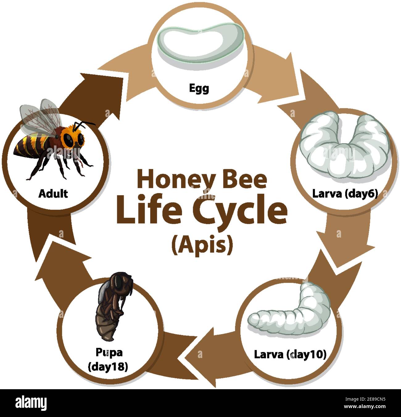 Cycle de vie des abeilles Banque d'images détourées - Alamy