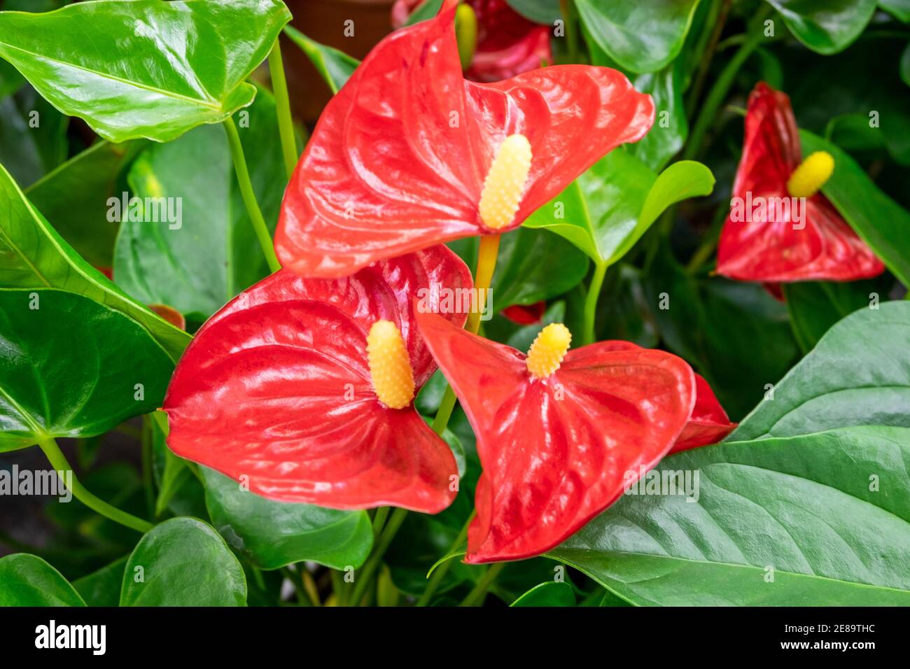 Gros plan d'une plante d'anthurium à feuilles persistantes en fleurs ...