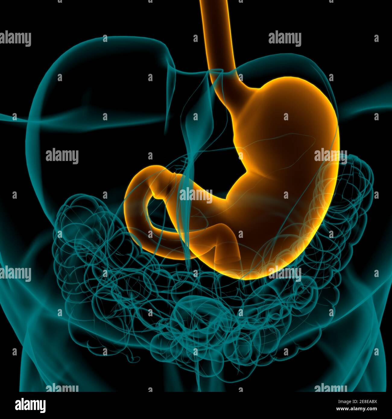 Anatomie de l'estomac système digestif humain pour concept médical ...