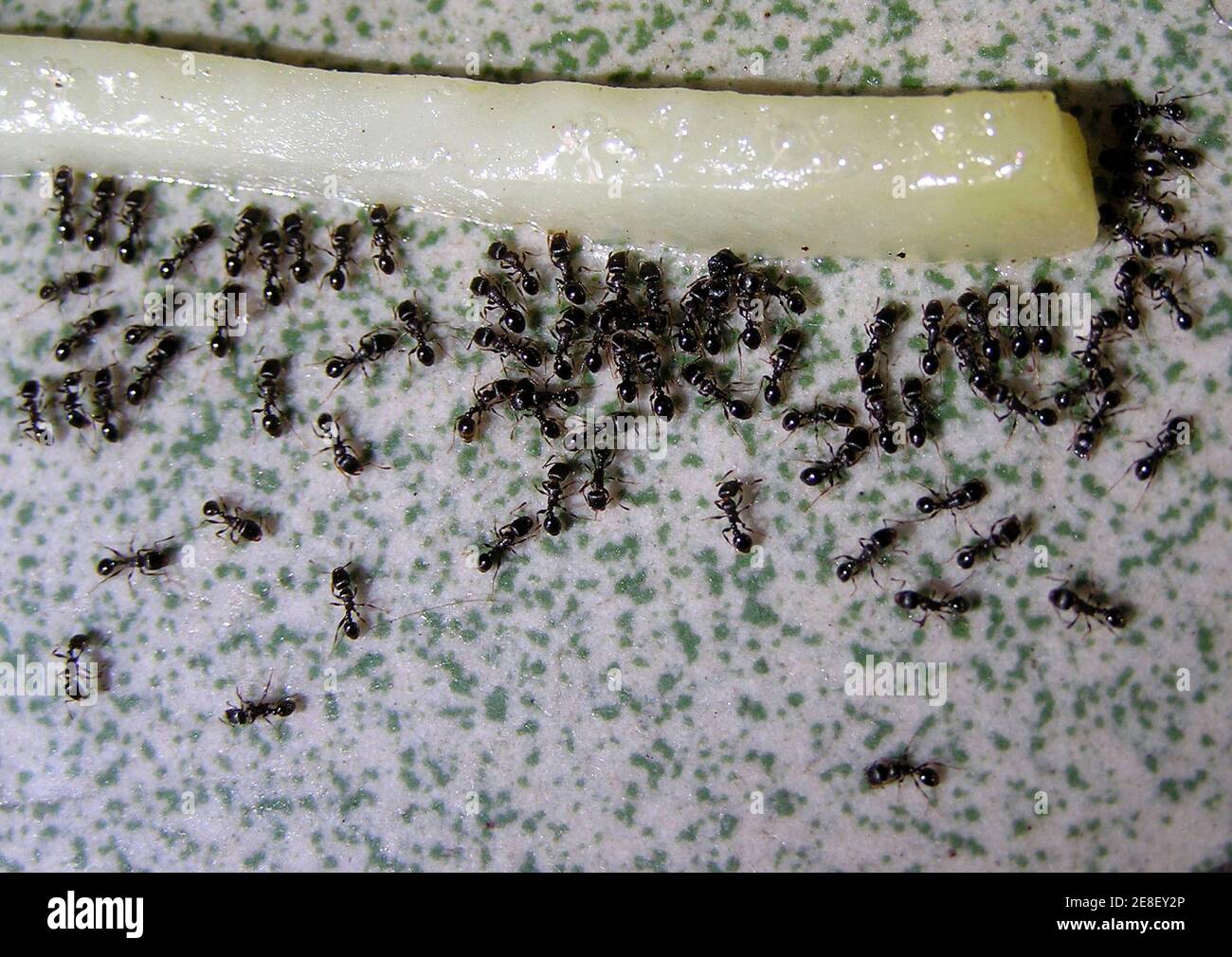 Beaucoup de fourmis Banque d'image et photos - Alamy