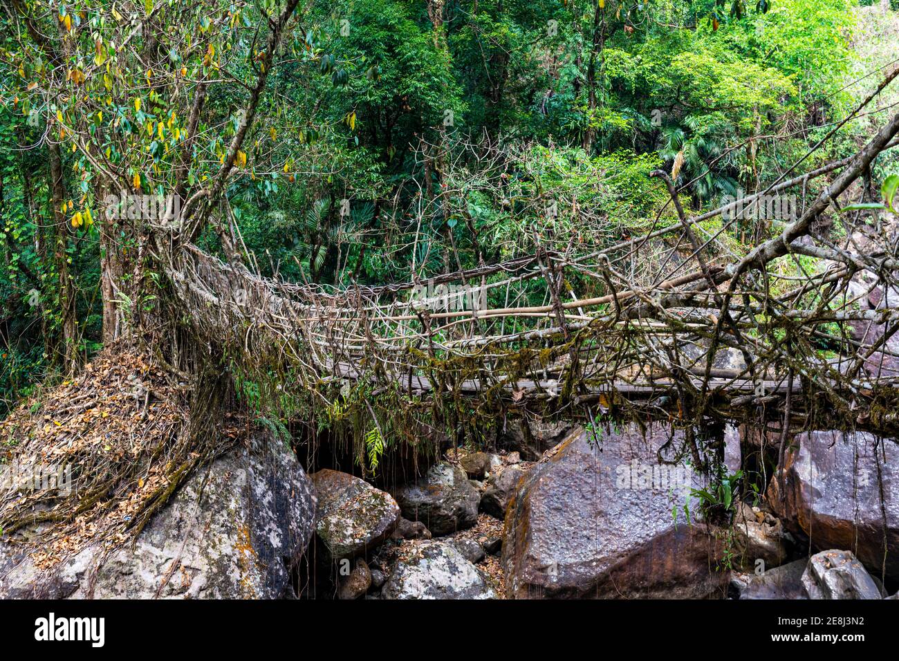 Living root bridge Banque de photographies et d’images à haute ...