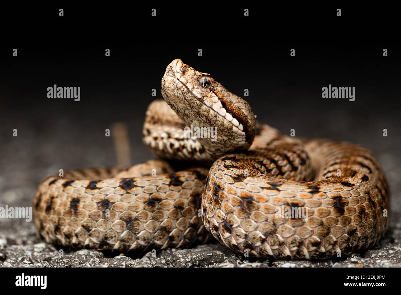 Viper snake vipera aspis spain Banque de photographies et d’images à ...