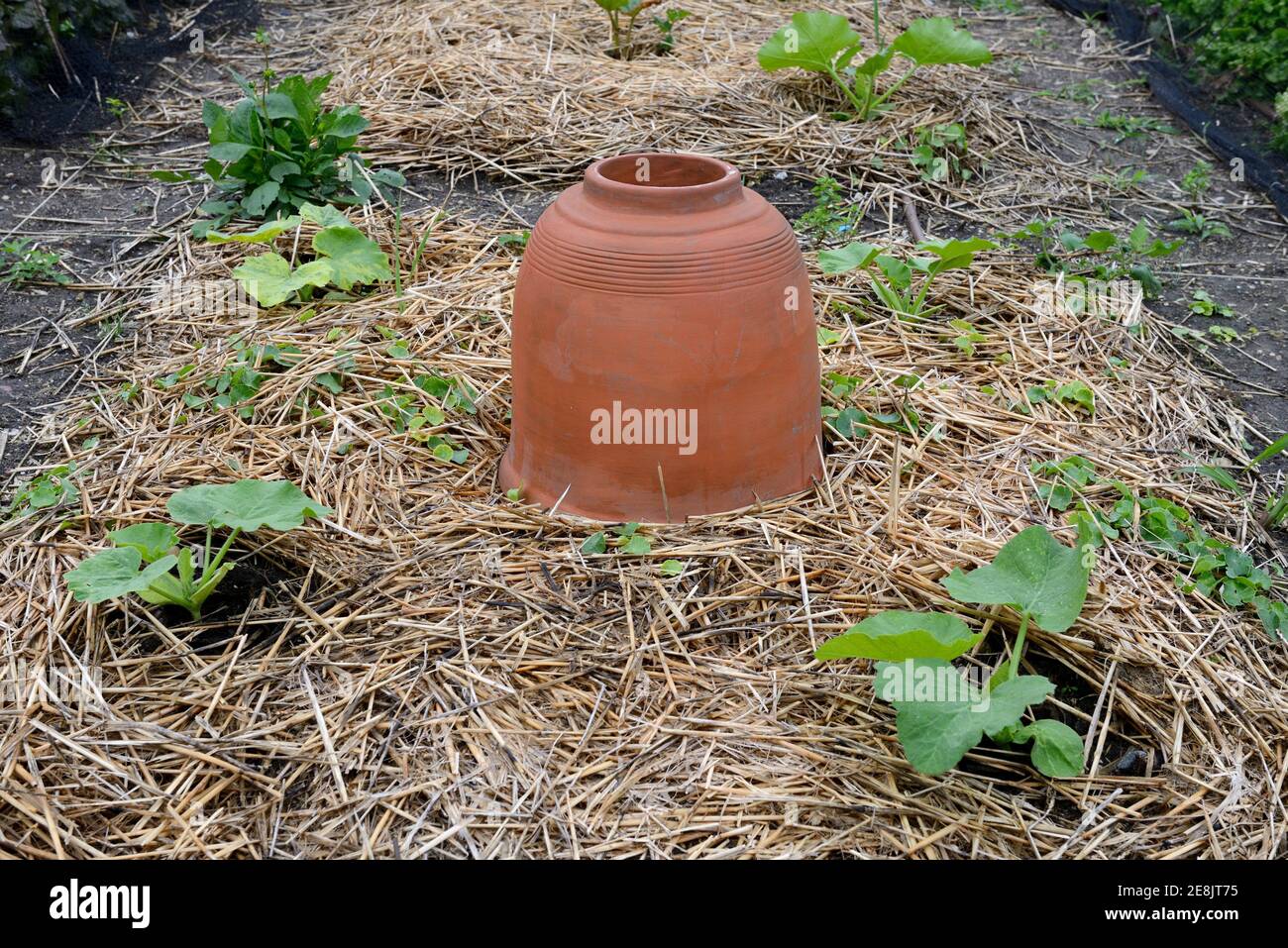 Pot de blanchiment de rhubarbe, pot de rhubarbe, pot de forçage, pot de ...