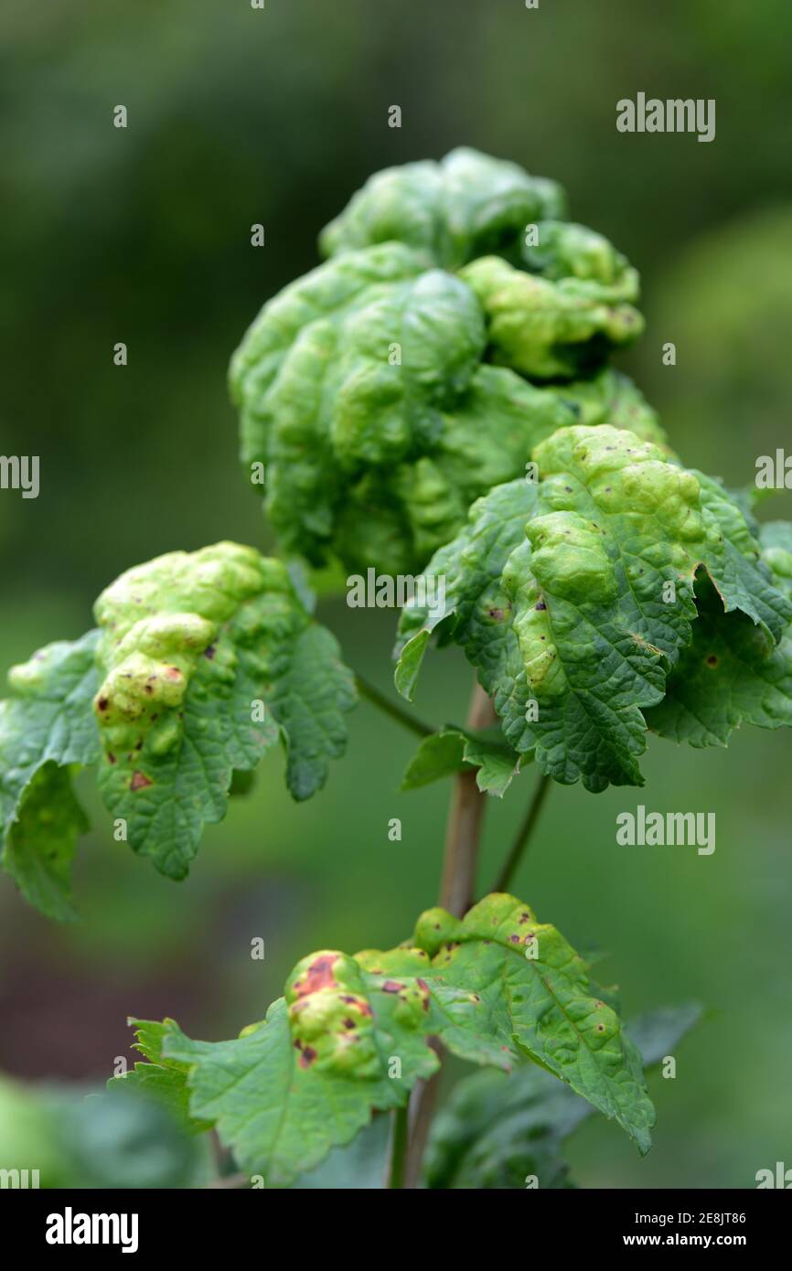 Feuille de plante malade Banque de photographies et d’images à haute ...
