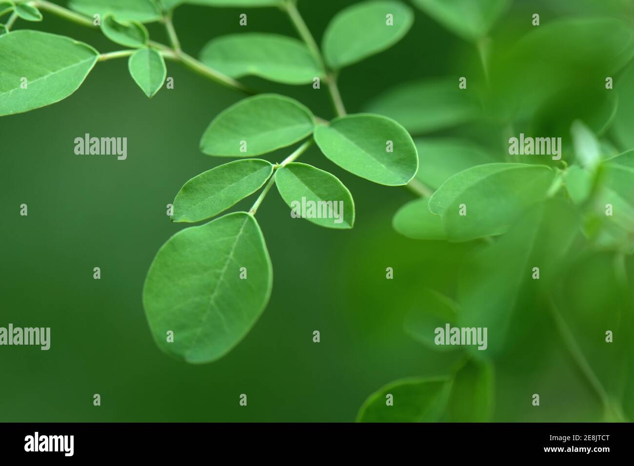 Feuille moringa Banque de photographies et d’images à haute résolution ...
