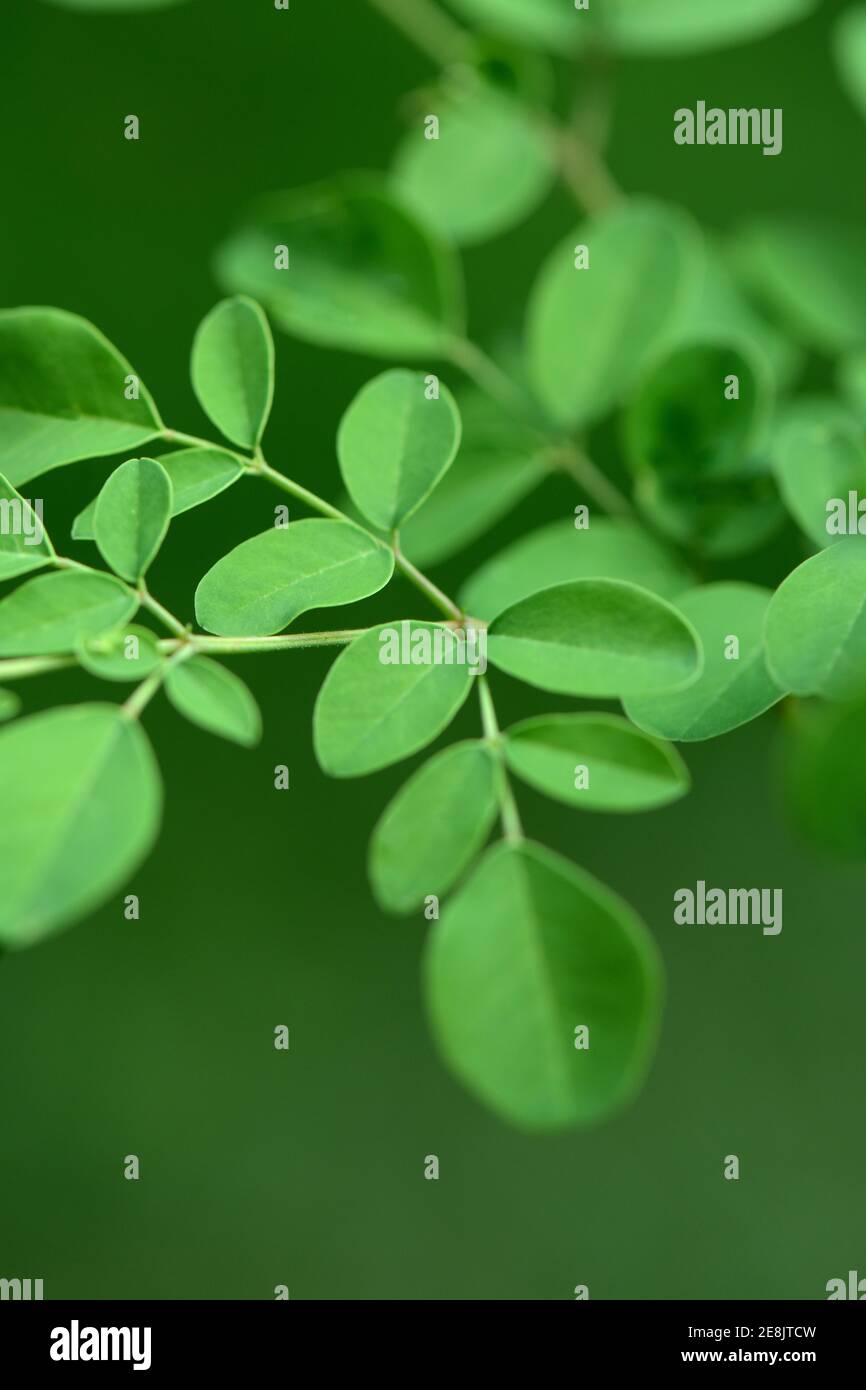 Feuille moringa Banque de photographies et d’images à haute résolution ...