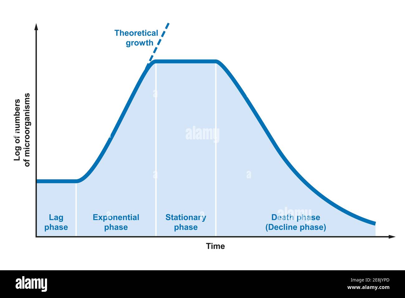 Courbe de croissance des micro-organismes. Courbe cinétique idéale d ...