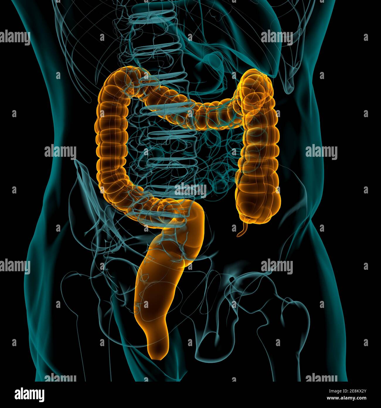 Gros intestin 3D Illustration système digestif humain Anatomie pour ...