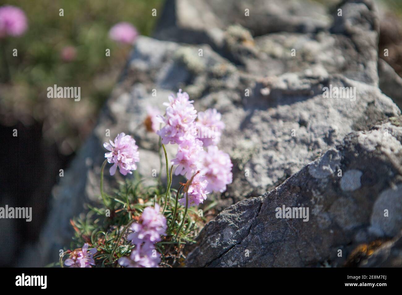 Fleurs qui poussent sur les rochers Banque de photographies et d’images ...