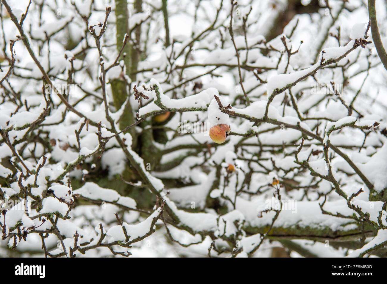 Pomme blanche neige Banque de photographies et d’images à haute ...