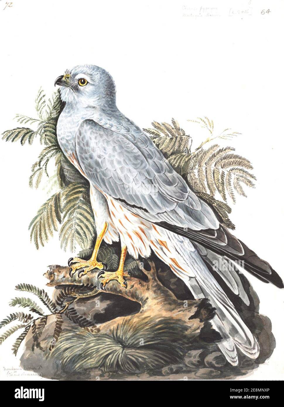 Gwillim Banque de photographies et d’images à haute résolution - Alamy