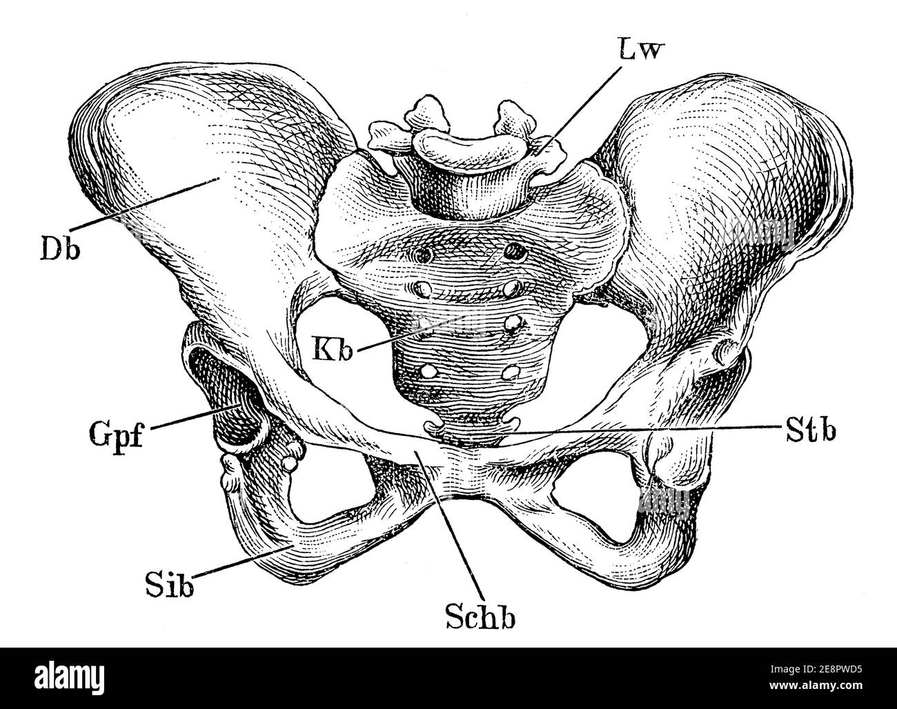 Anatomie du bassin humain Banque de photographies et d’images à haute ...