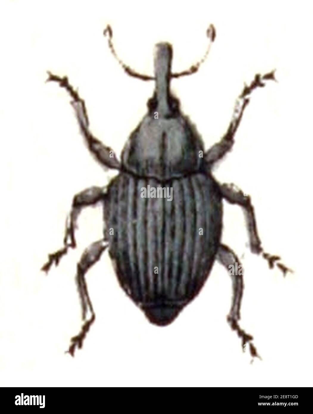 Mononychus punctumalbum Banque de photographies et d’images à haute ...