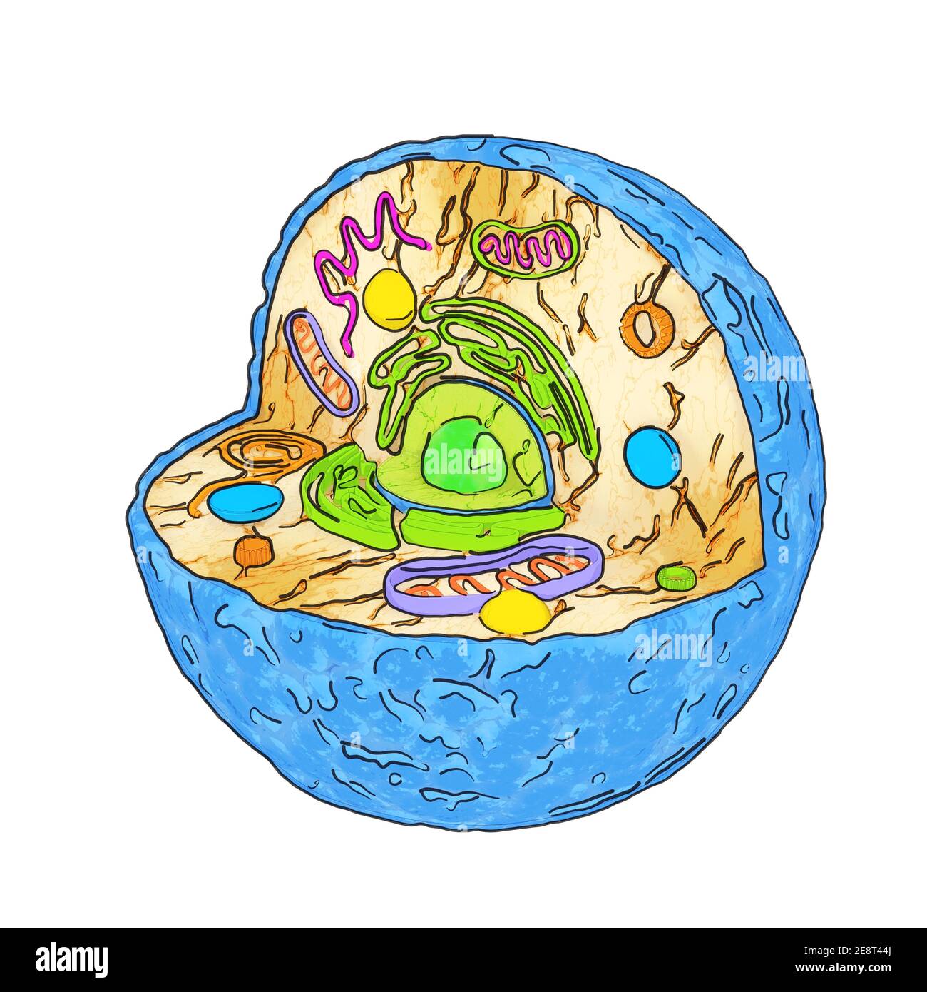 Schéma interne structure de la cellule humaine dans le style d'esquisse ...