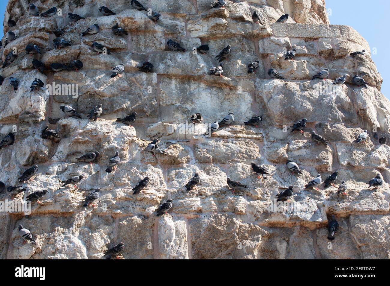 Pigeons assis sur des rochers Banque de photographies et d’images à ...