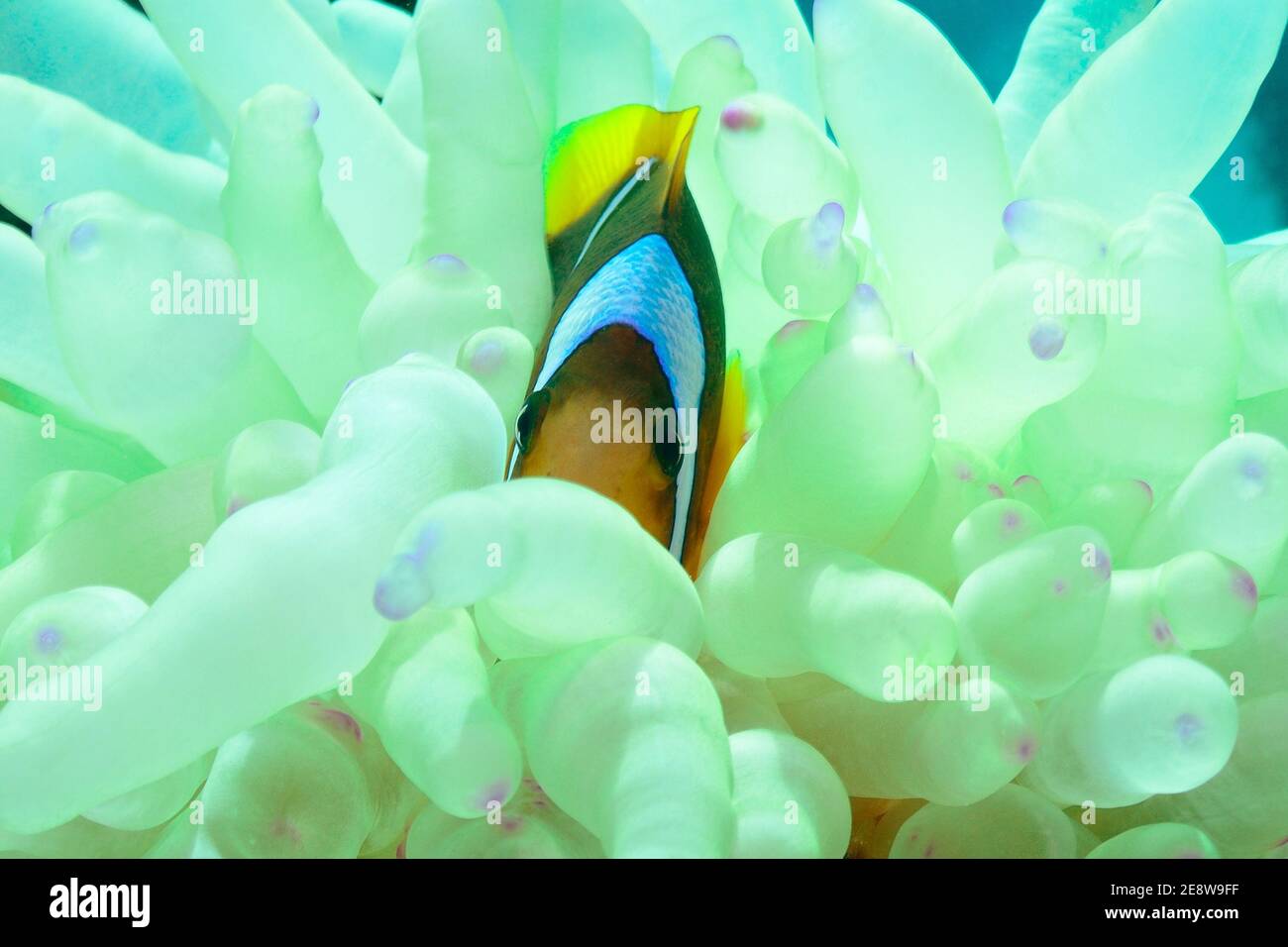 Amphiprion bicinctus, anemonefish de mer rouge, poisson-clownfish de ...