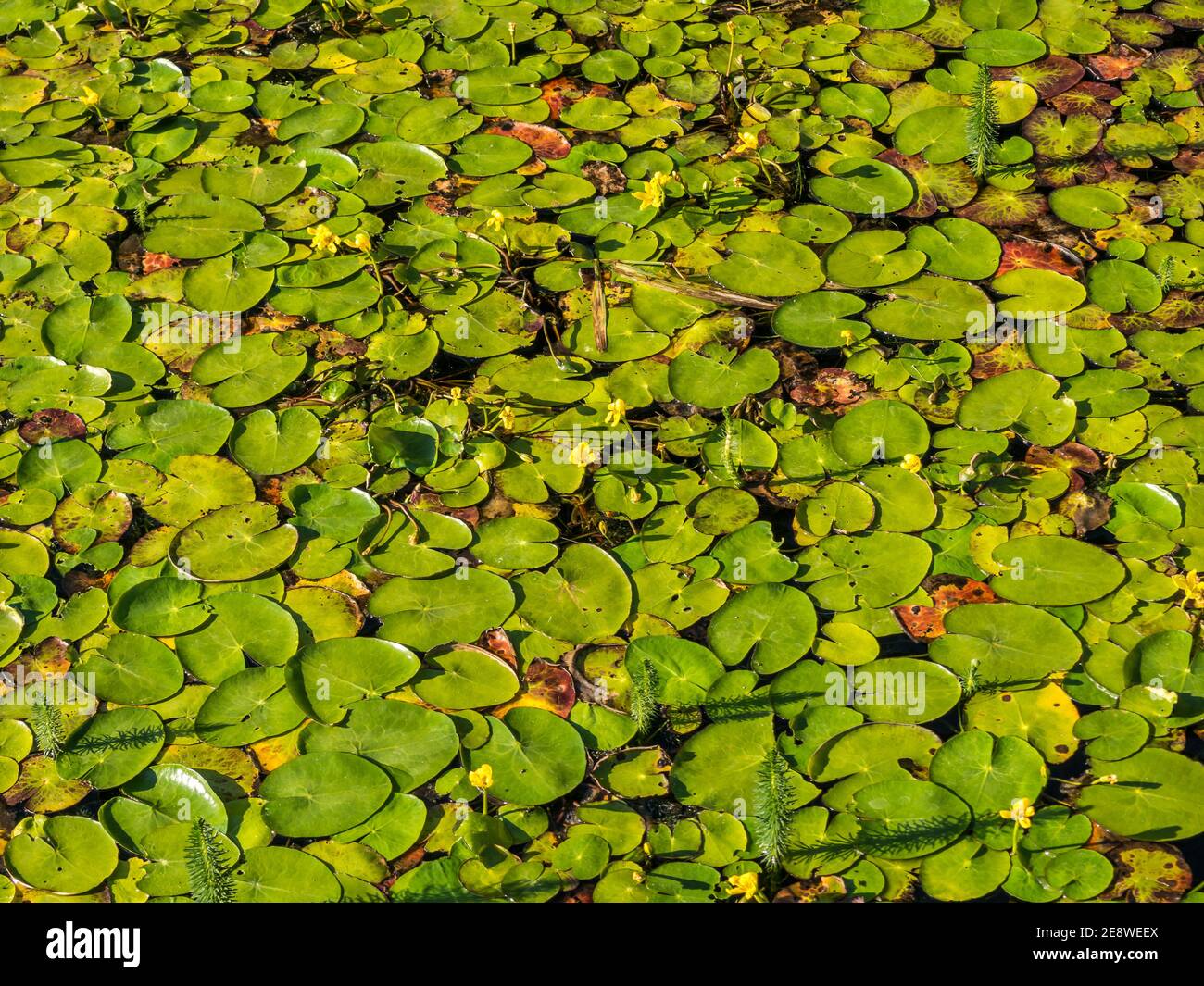 Nénuphar grenouille roseau Banque de photographies et d’images à haute ...