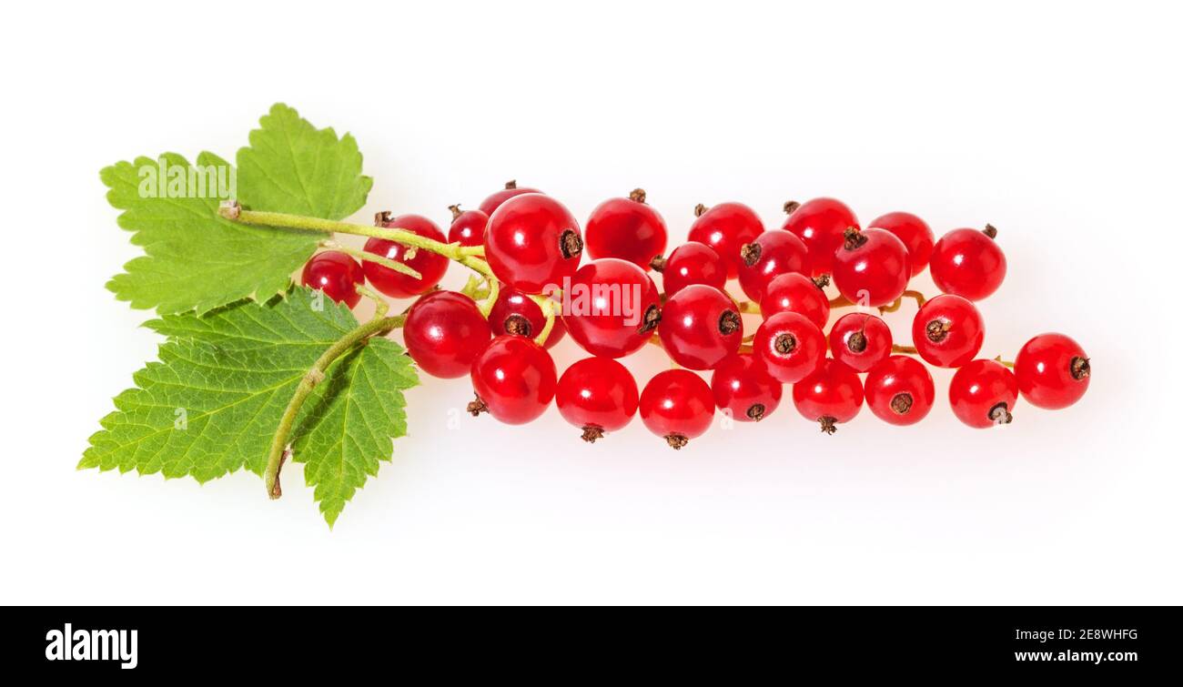 Groseille verte Banque d'images détourées - Alamy