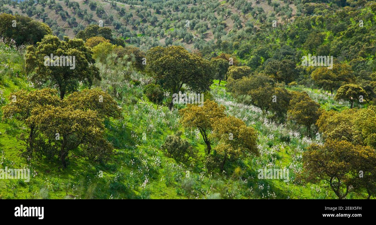 Encinas y Gamones o Asfodelos, Parque Natural Sierra de Andújar, Jaen ...