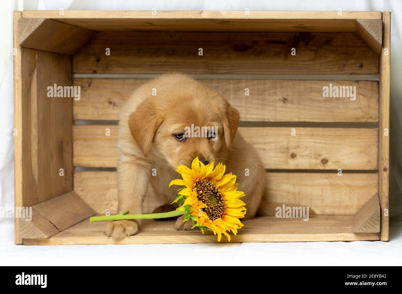 Chien blond labrador retriever Banque de photographies et d’images à ...