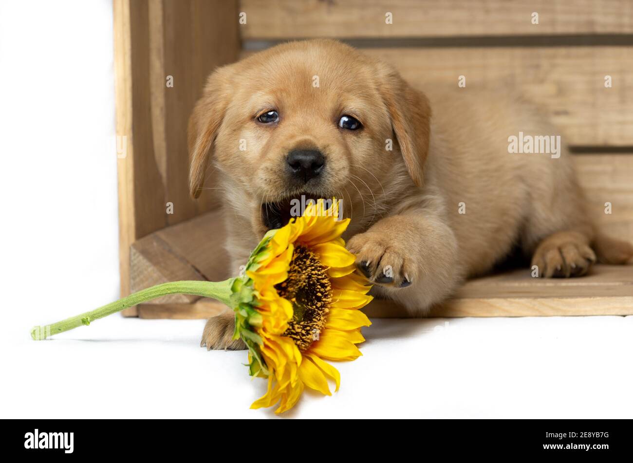 Chien blond labrador retriever Banque de photographies et d’images à ...