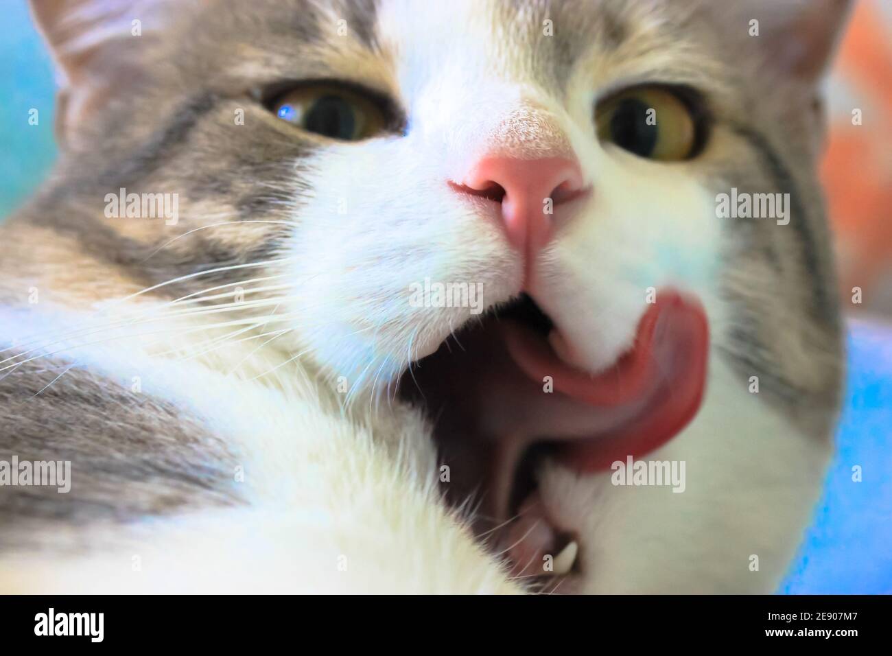 Le chat doux et rayé lèche la bouche avec la longue langue rose. Nez ...