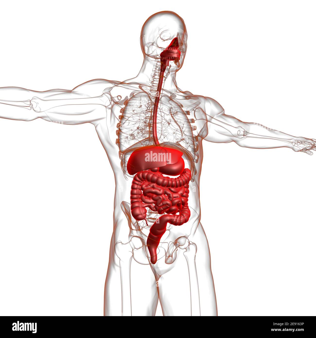 Système digestif humain Anatomy for Medical concept 3D Illustration ...