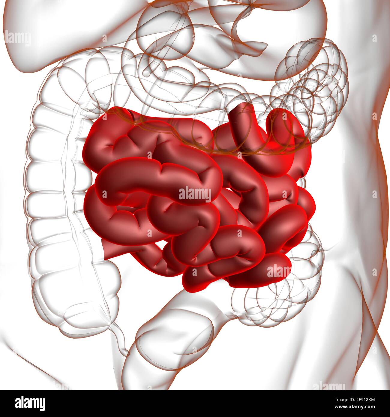 Intestin grêle 3D Illustration système digestif humain Anatomie pour ...
