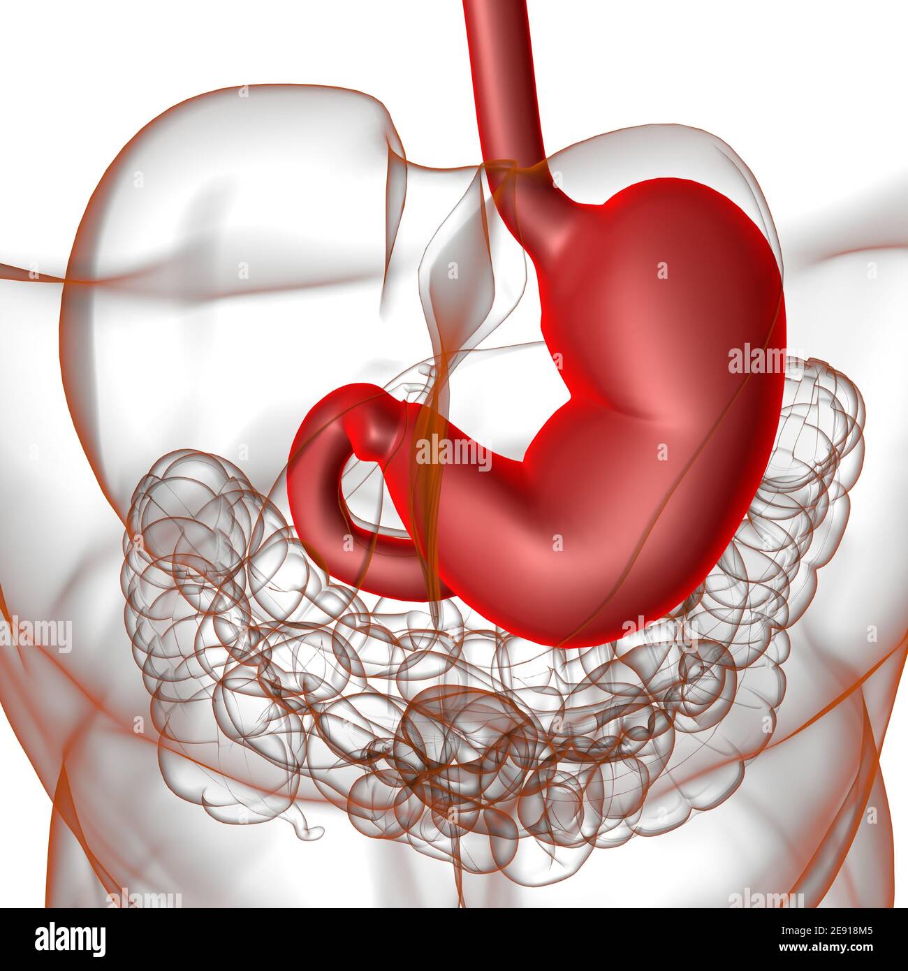 Anatomie de l'estomac système digestif humain pour concept médical ...
