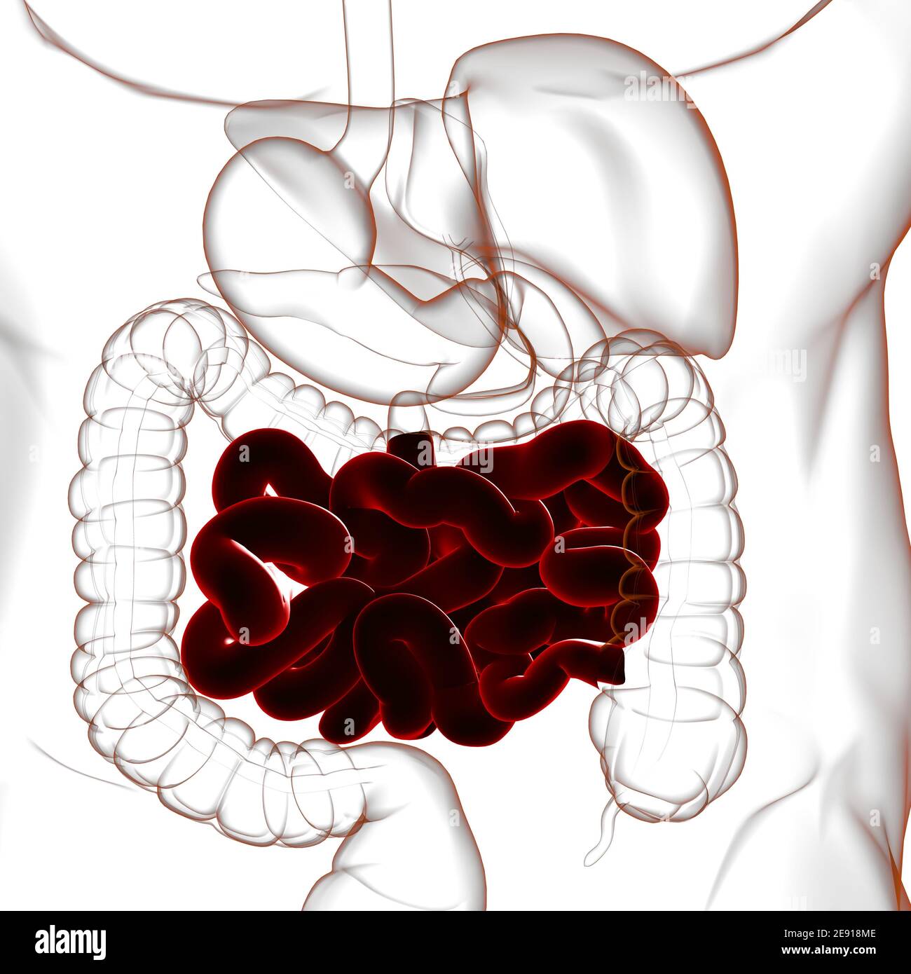 Intestin grêle 3D Illustration système digestif humain Anatomie pour ...