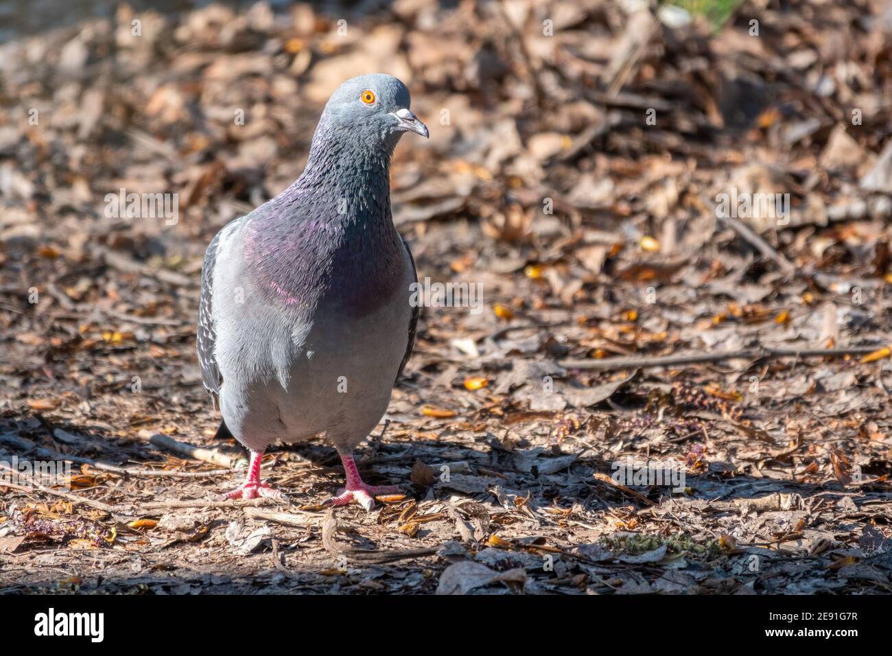 Grosse Tache Violette Banque d'image et photos - Alamy