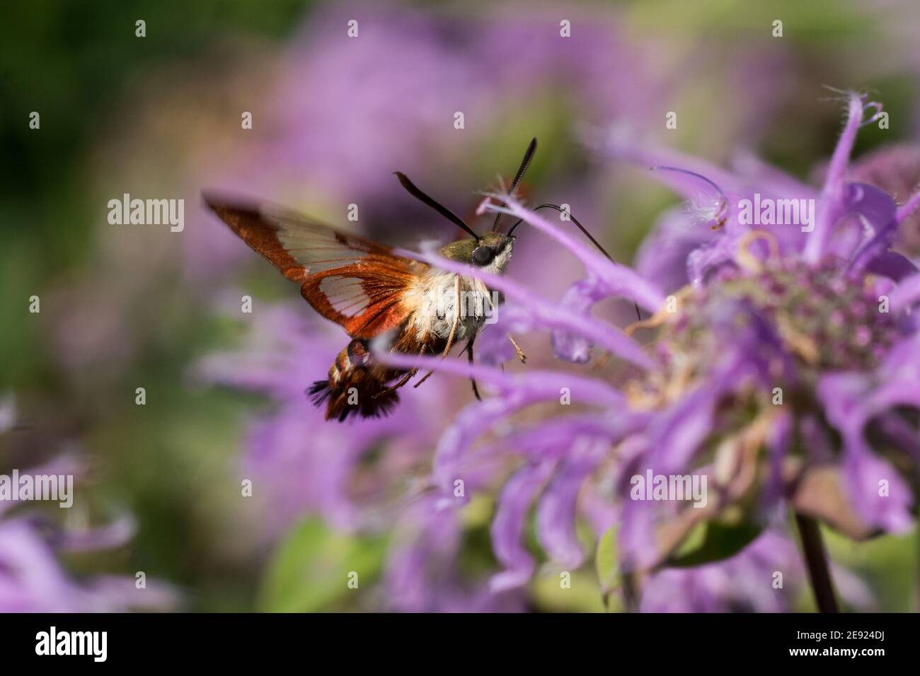 Colibri clearwing moth alimentation Banque de photographies et d’images ...