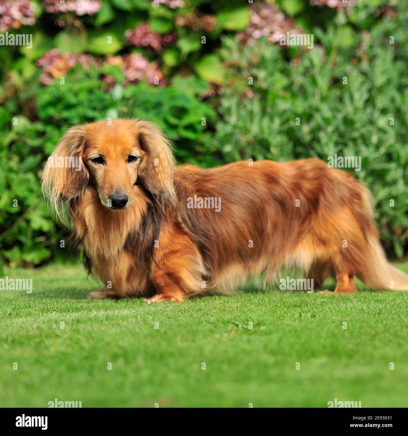 Teckel dog Banque de photographies et d’images à haute résolution - Alamy