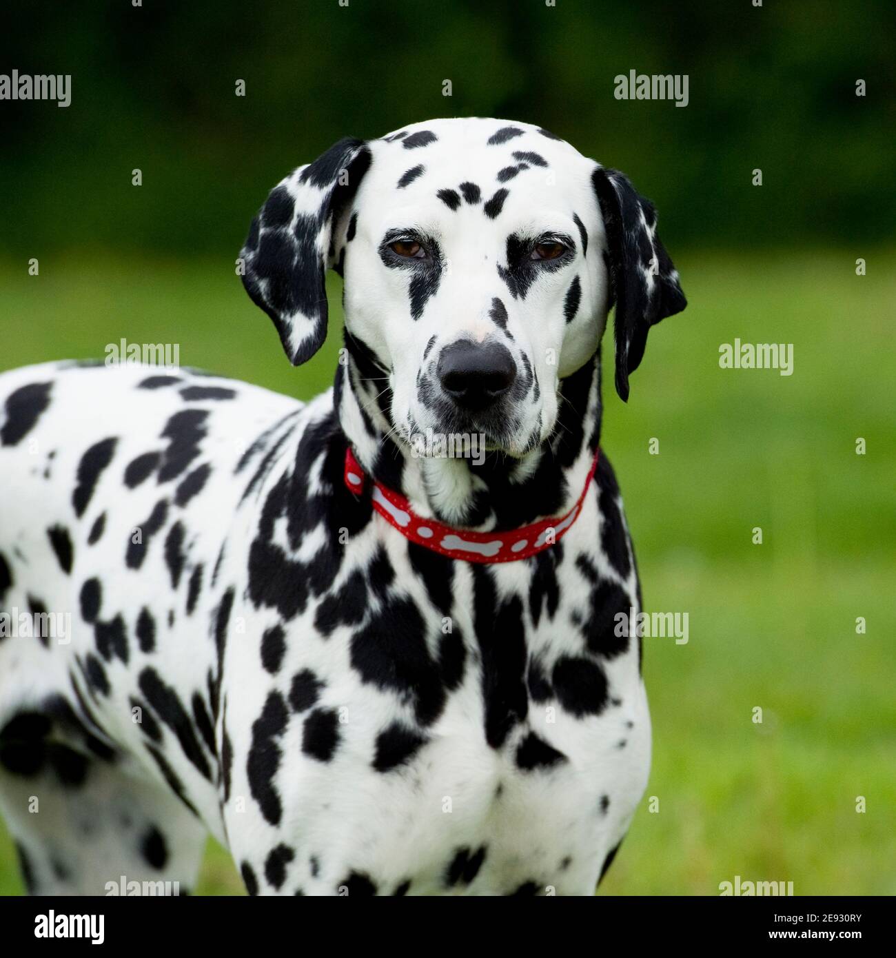 Dalmatien chien profil Banque de photographies et d’images à haute ...