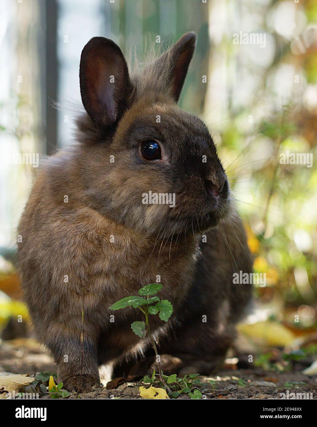 portrait de lapin nain brun à tête de lion dans le jardin Photo Stock ...