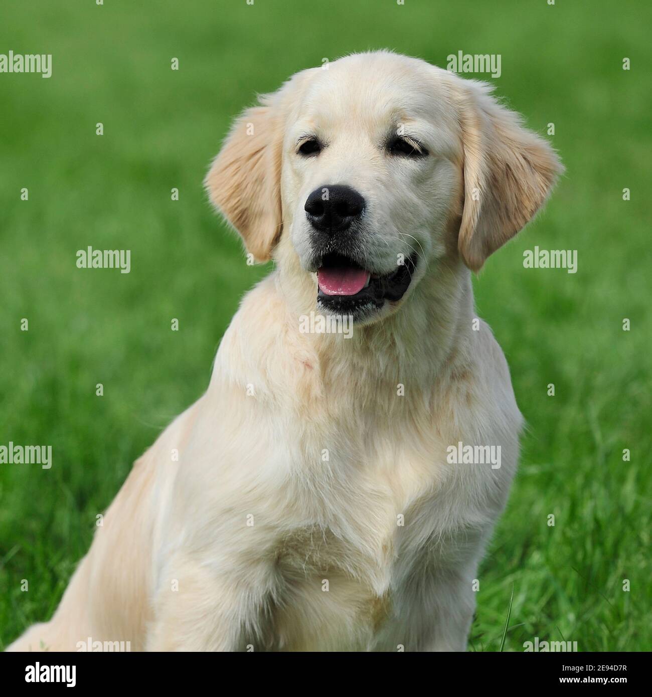 Golden retriever puppy happy Banque de photographies et d’images à ...