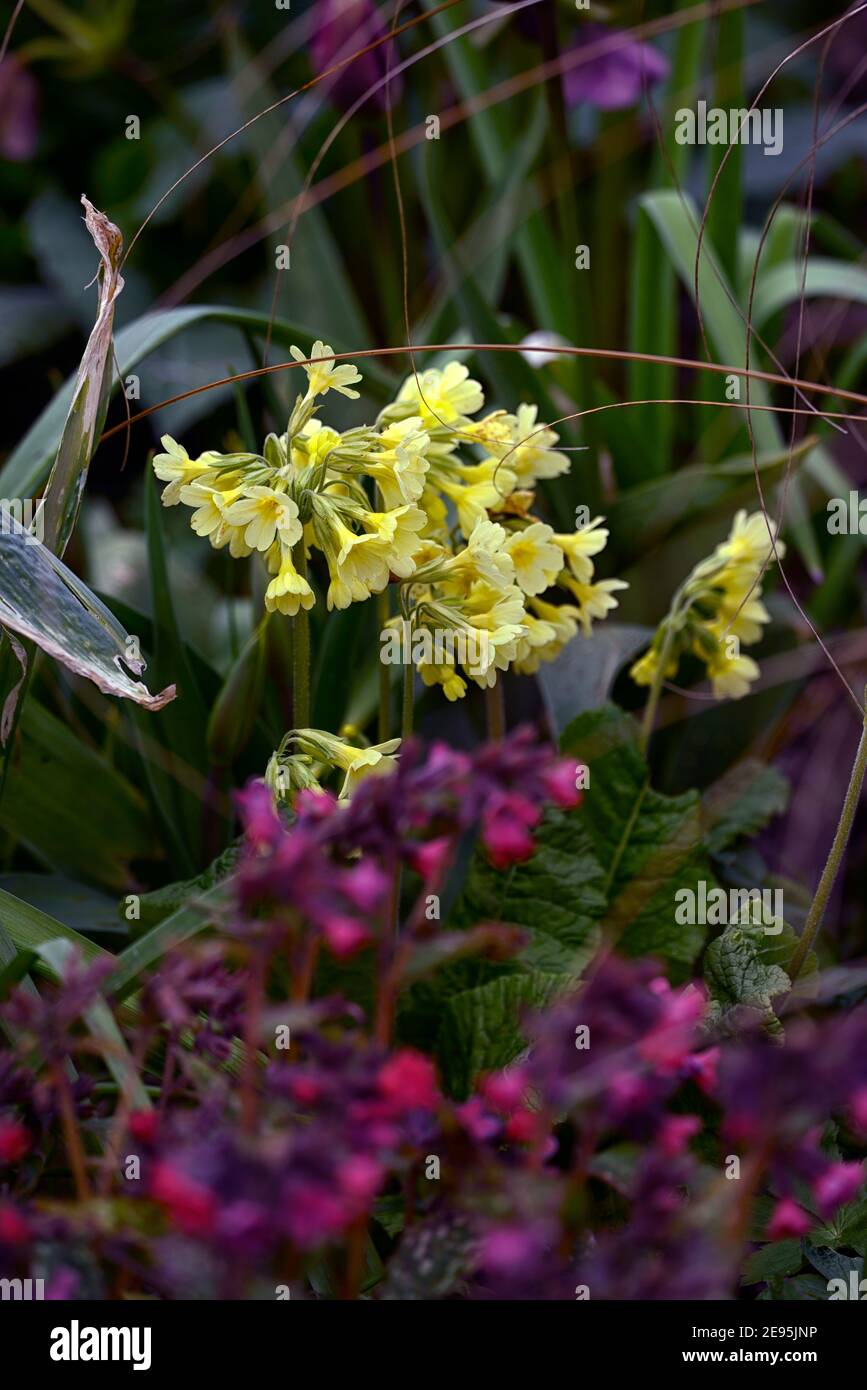 Primula angustifolia Banque de photographies et d’images à haute ...