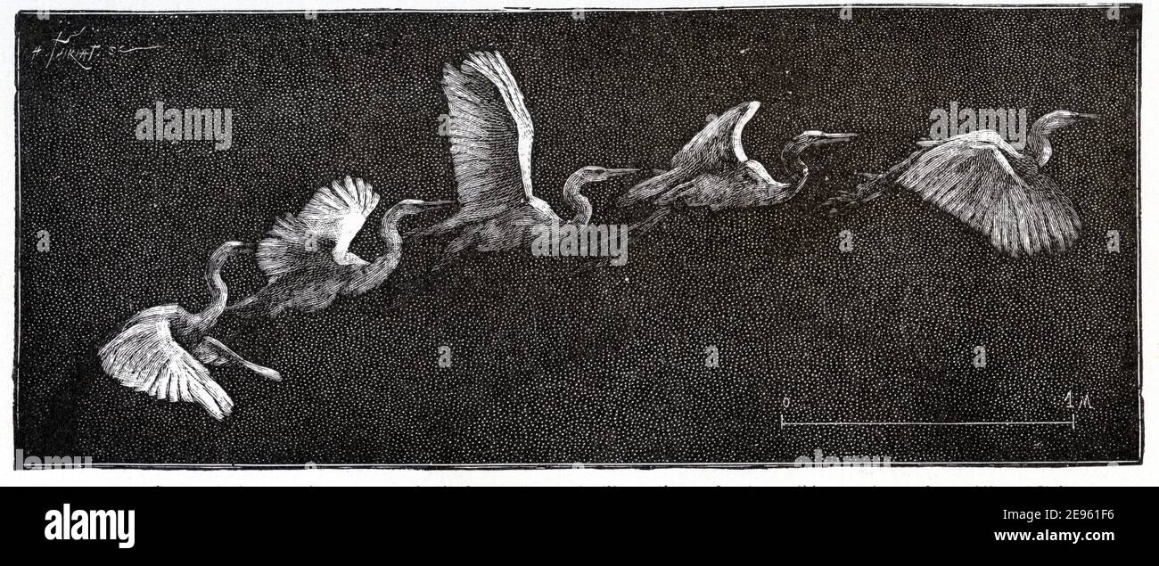 Etienne jules marey oiseau Banque de photographies et d’images à haute ...
