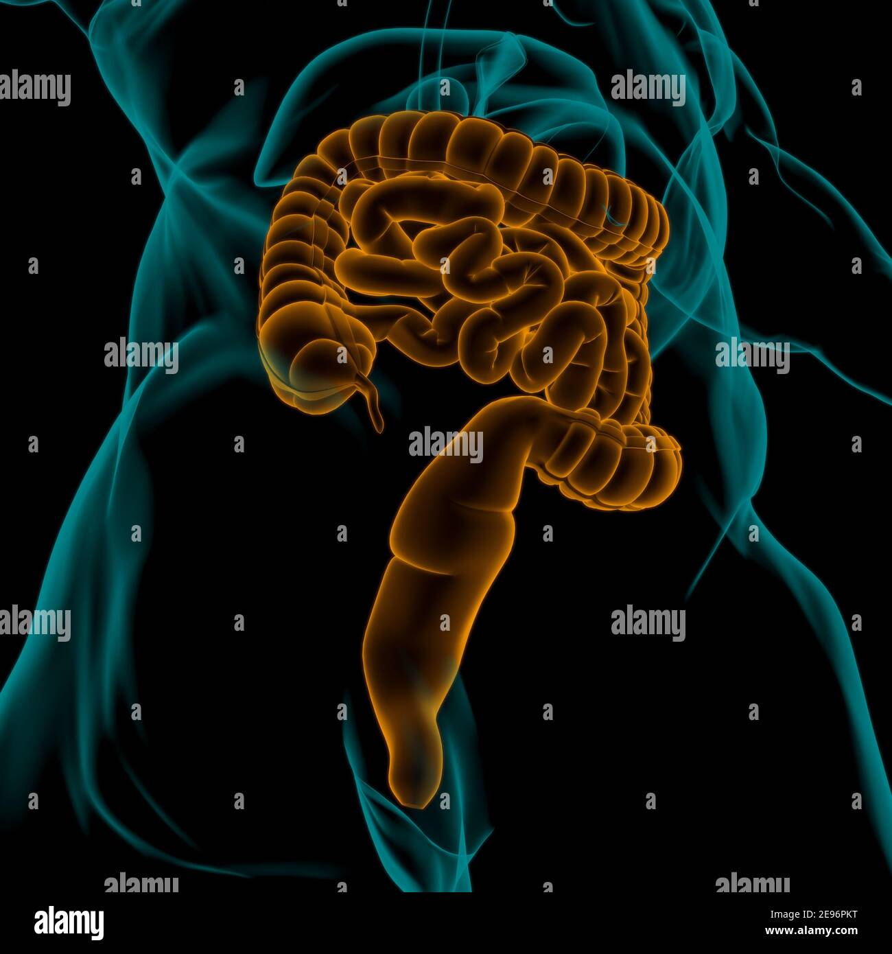 Intestin grêle et gros intestin 3D Illustration système digestif humain ...