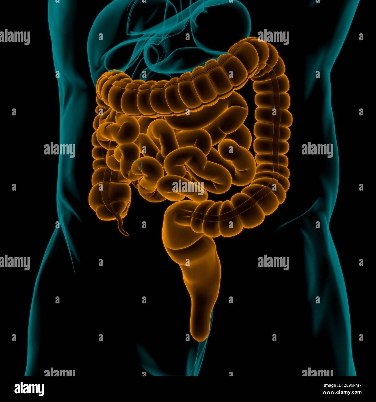 Intestin grêle et gros intestin 3D Illustration système digestif humain ...