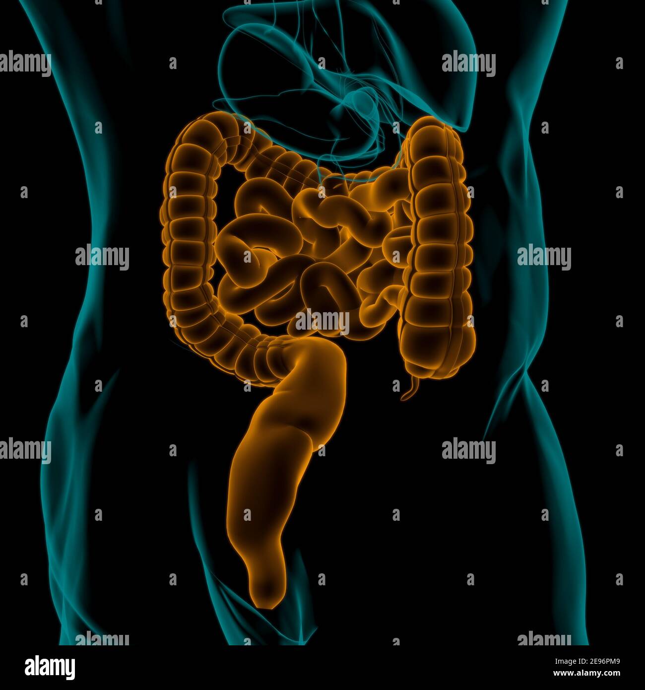 Intestin grêle et gros intestin 3D Illustration système digestif humain ...