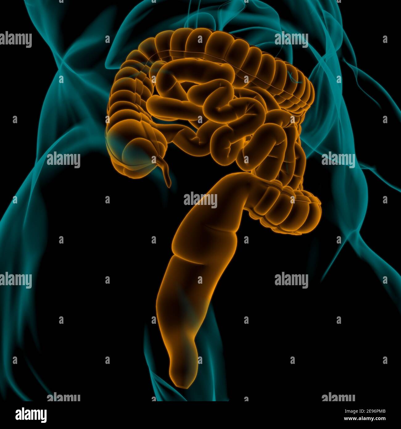 Intestin grêle et gros intestin 3D Illustration système digestif humain ...